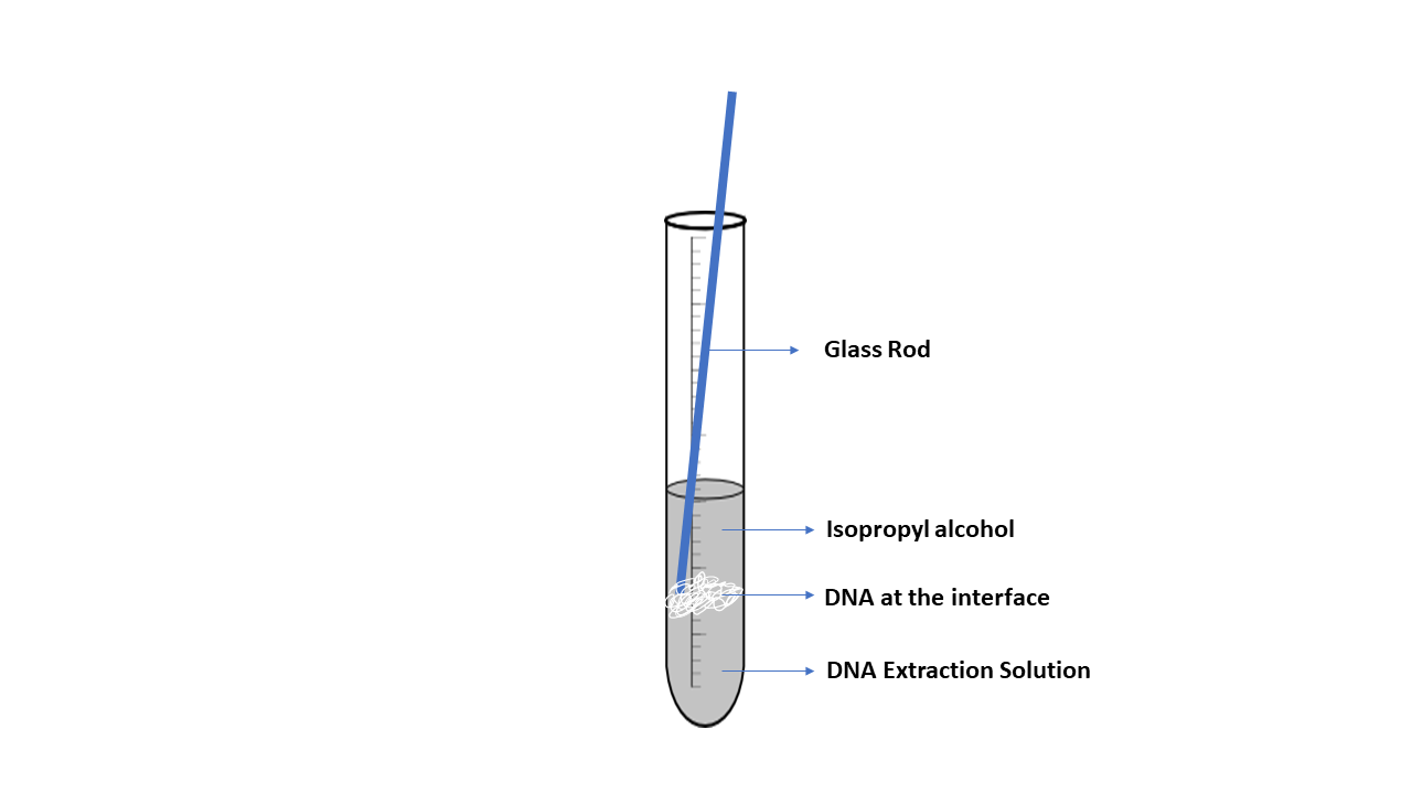 Chapter 9 – Isolation of DNA – Biology I Cellular Processes Laboratory ...