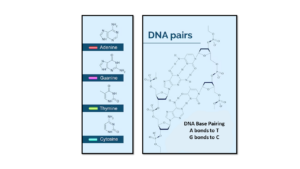 Chapter 9 – Isolation of DNA – Biology I Cellular Processes Laboratory ...
